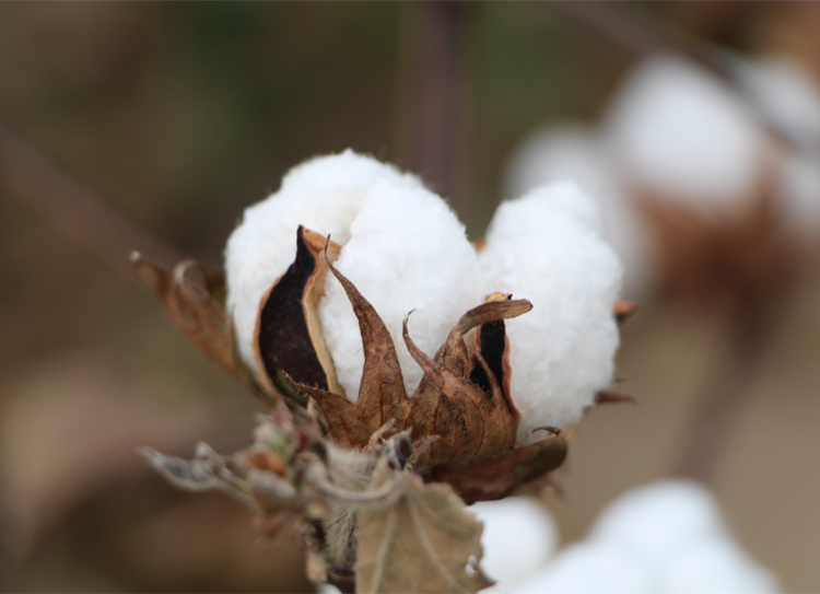 Improved cotton functionality set to boost market